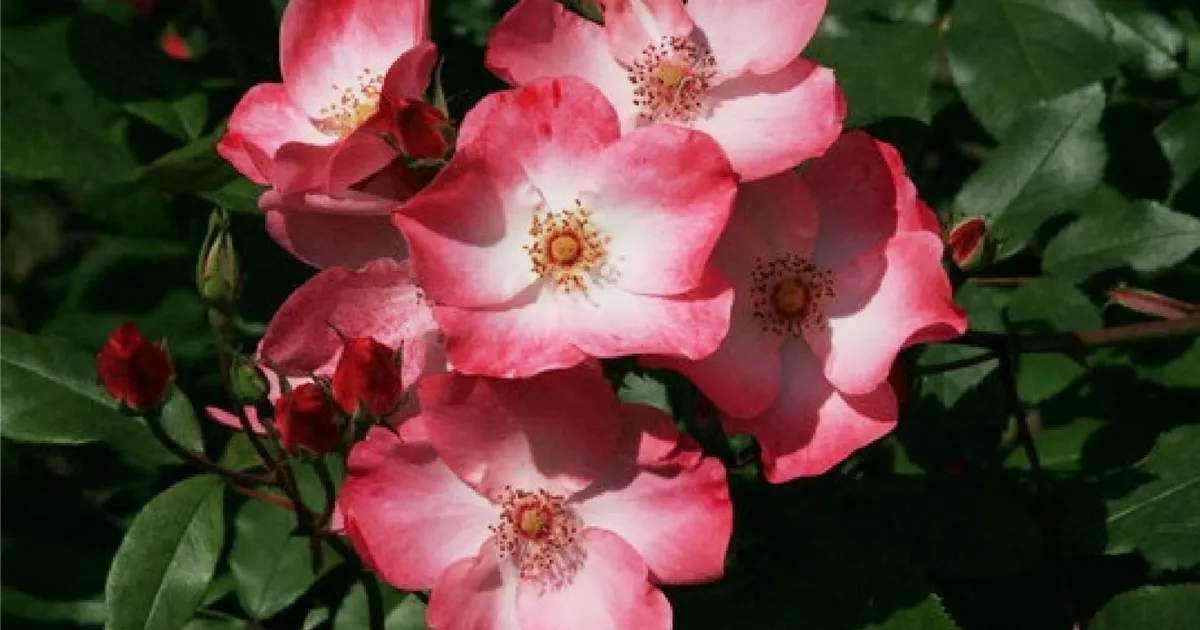 Rosa (Strauchrose) 'Rush'