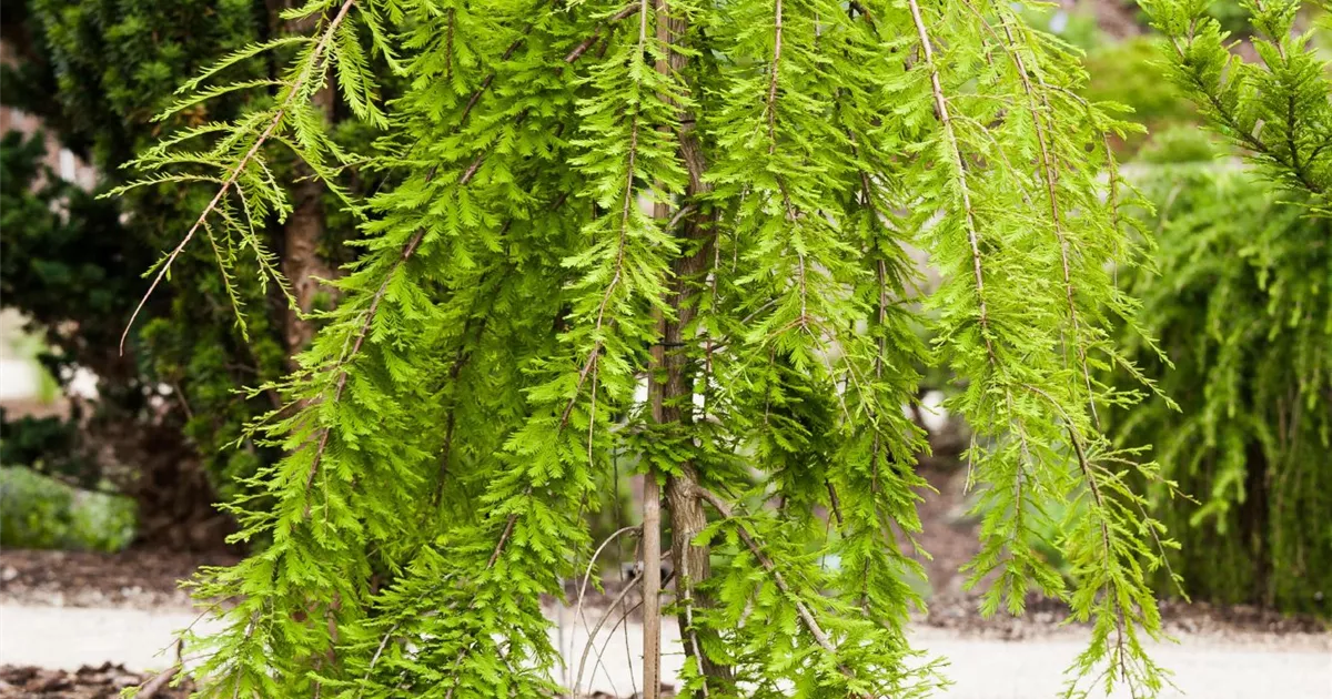 Taxodium distichum 'Cascade Falls'