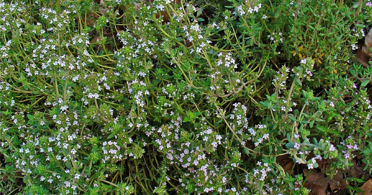 Thymus vulgaris 'Faustini'