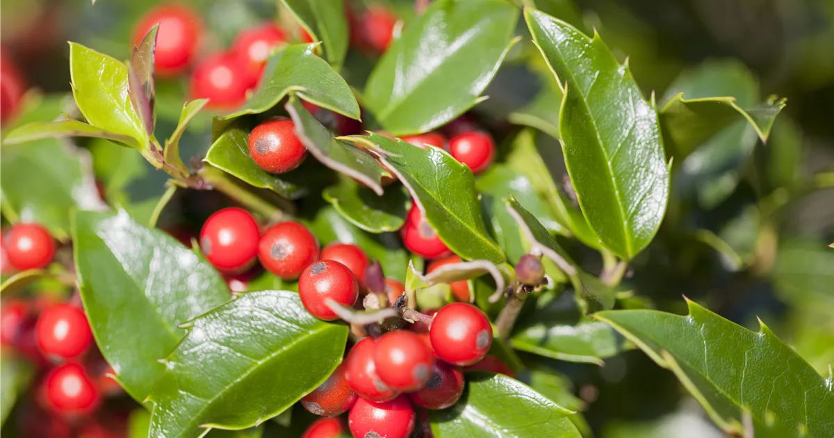 Ilex meserveae (x) 'Blue Girl'