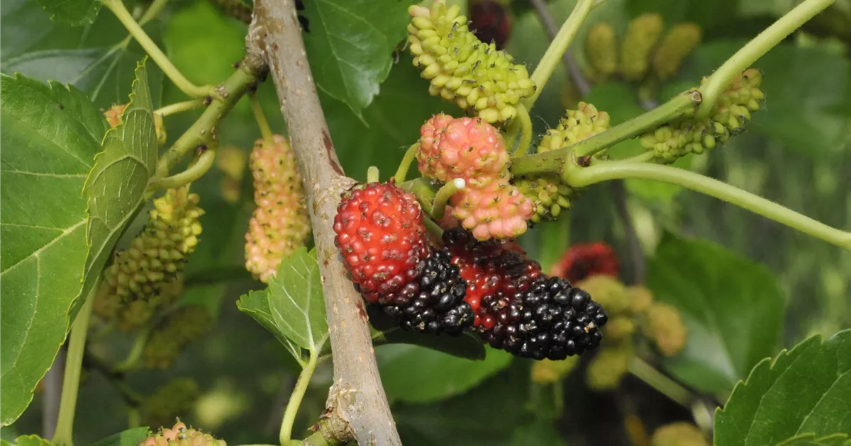 Morus macroura 'Giant Pakistan'