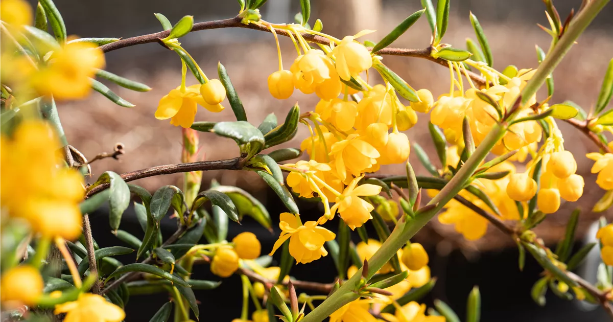 Berberis stenophylla (x)