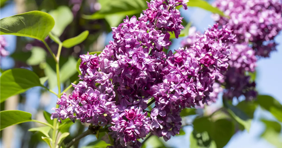 Syringa vulgaris 'Mrs Edward Harding'