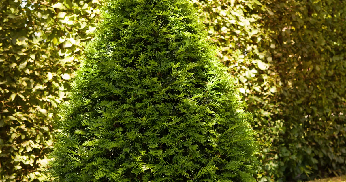 Taxus baccata Pyramide rund
