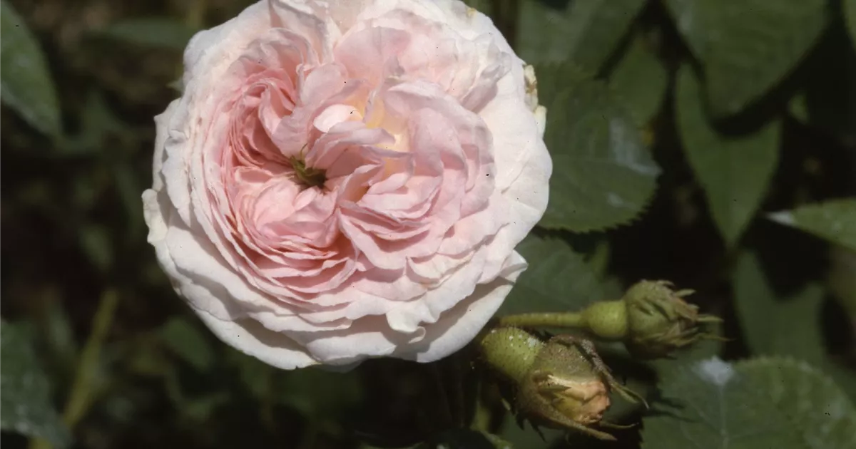 Rosa (Albarose) 'Félicité Parmentier'