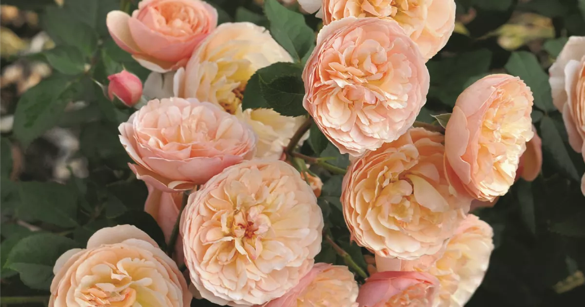 Rosa (Floribundarose) 'Eveline Wild'®