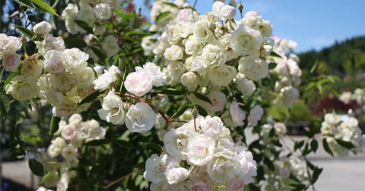 Rosa (Kletterrose) 'Blushing Bride'