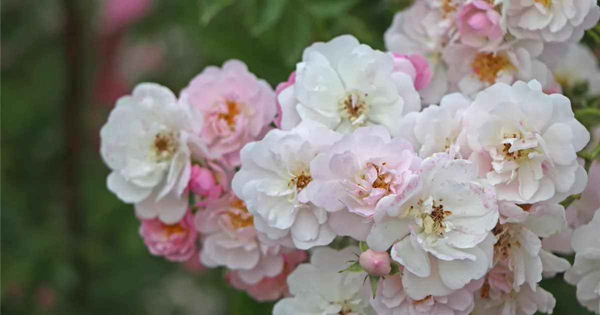 Rosa (Kletterrose) 'Little Rambler'