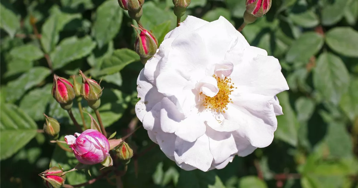 Rosa (Kletterrose) 'Venusta Pendula'