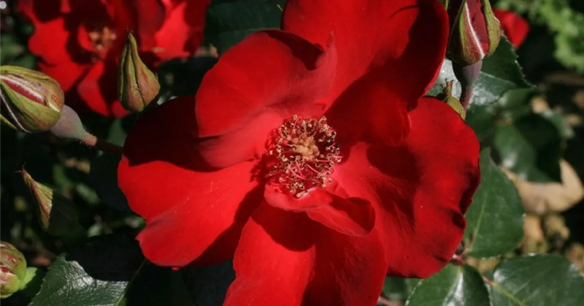 Rosa (Strauchrose) 'Cappa Magna'®