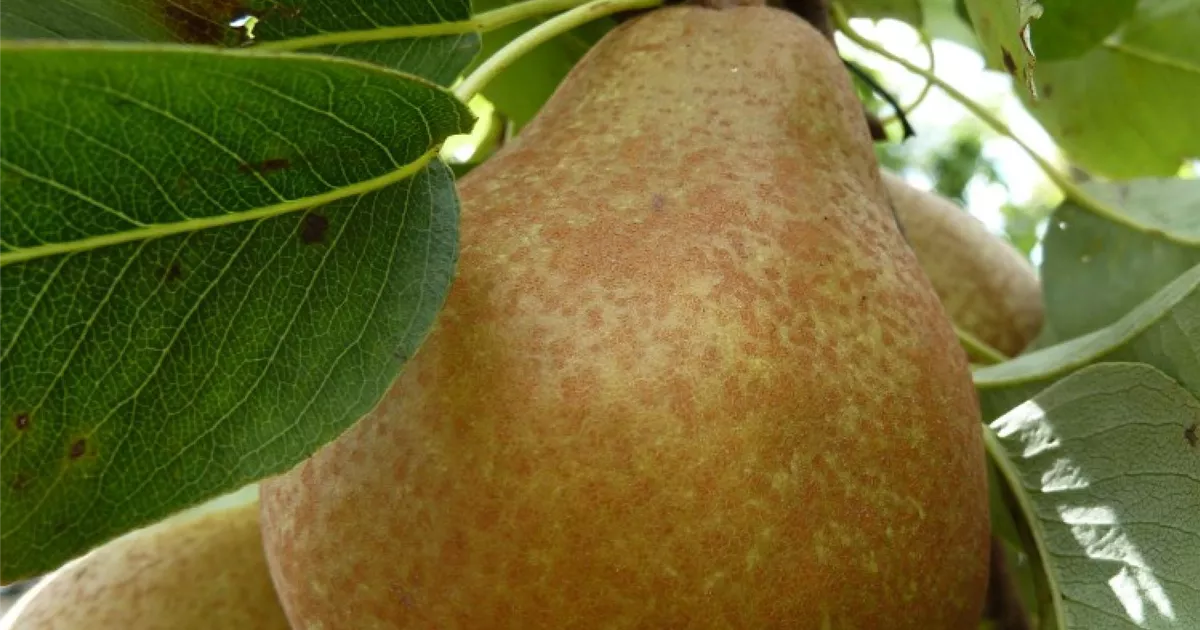 Pyrus (Birne) 'Péradel®'