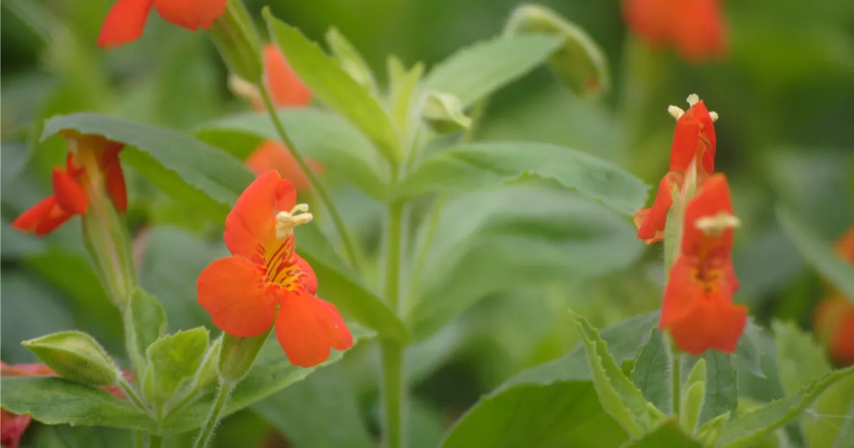 Mimulus cardinalis