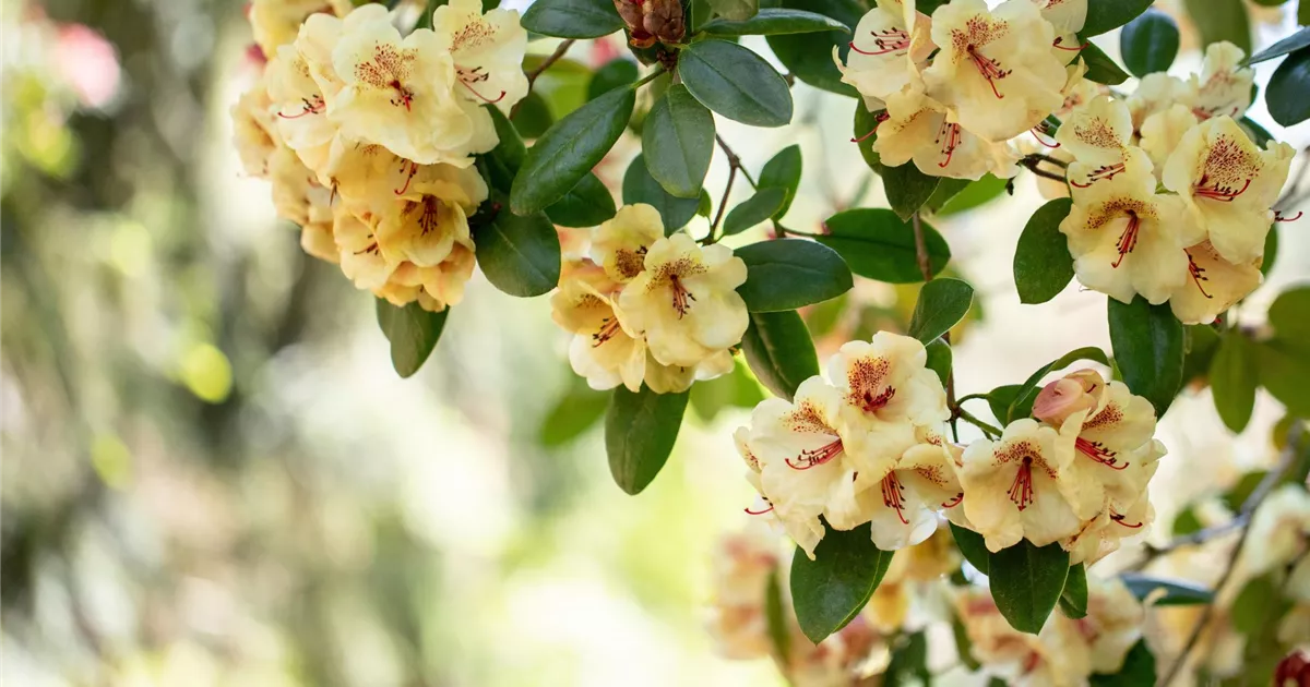 Rhododendron (Viscidiflorum) 'Viscy'