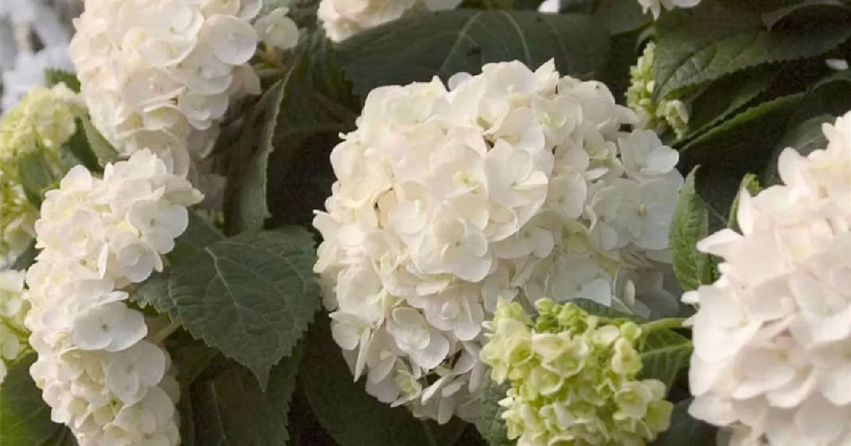 Hydrangea macrophylla 'The Bride' = Blushing Bride