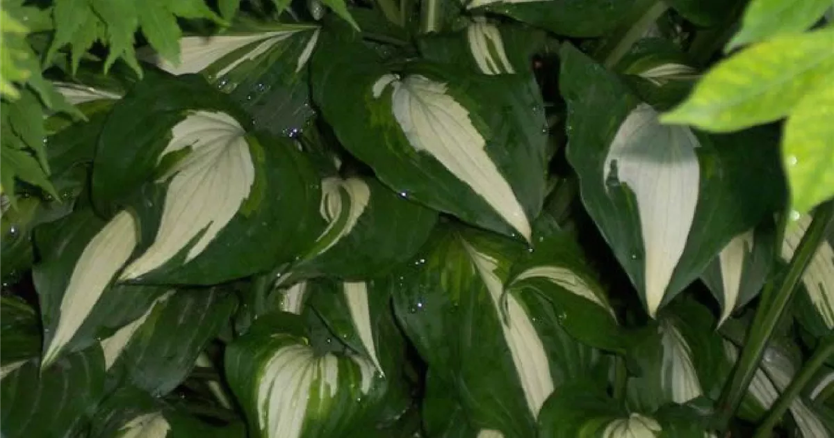Hosta 'Undulata Univittata'