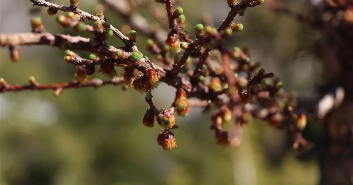Larix decidua 'Little Bogle'
