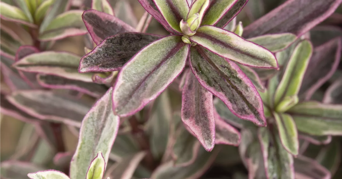 Hebe 'Frozen Flame'