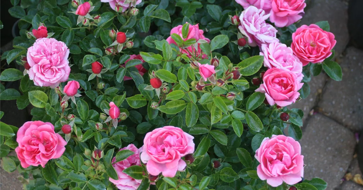 Rosa (Floribundarose) 'Alea'®