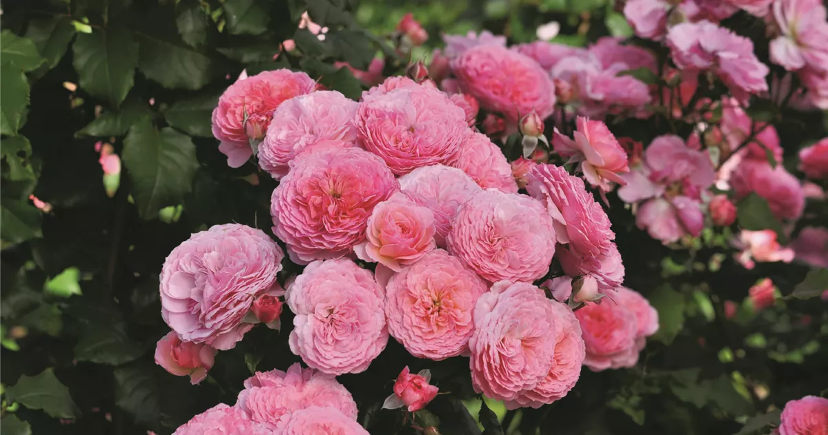 Rosa (Floribundarose) 'Theo Clevers'®