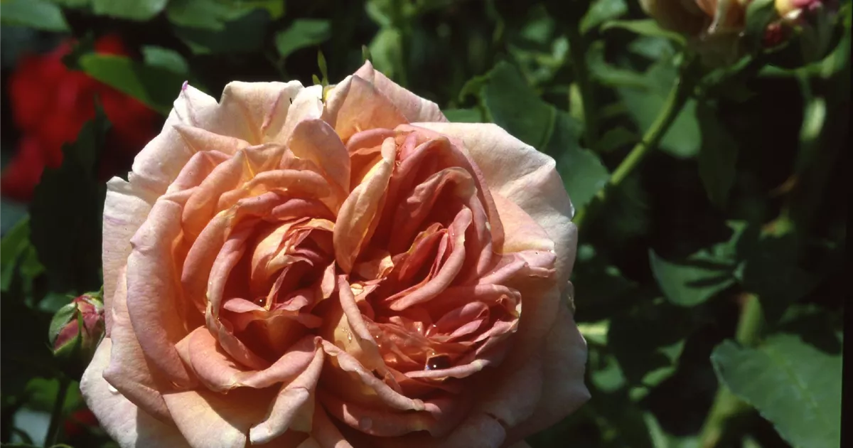 Rosa (Kletterrose) 'Alchymist'