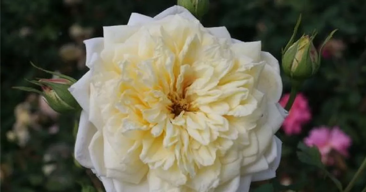 Rosa (Englische Rose) 'St. Alban'®