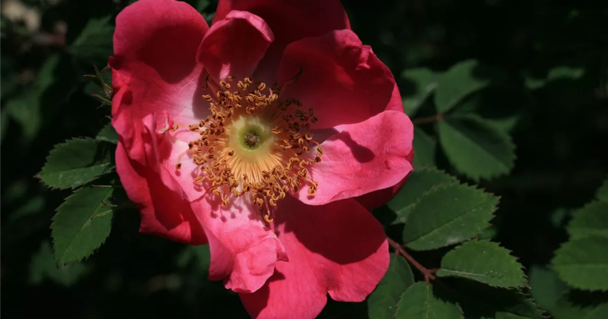 Rosa (Strauchrose) 'Moyesii Eos'