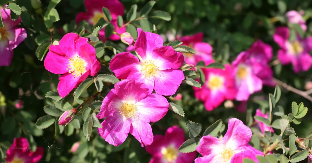 Rosa (Strauchrose) 'Single Cherry'