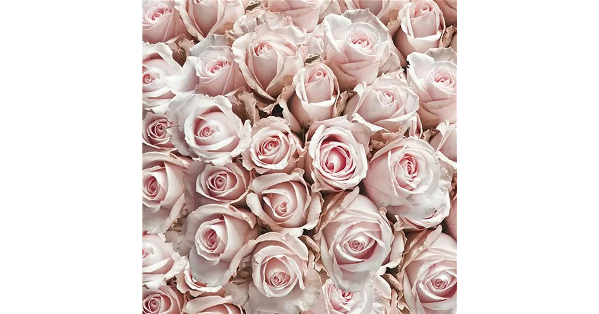 Pastel Roses