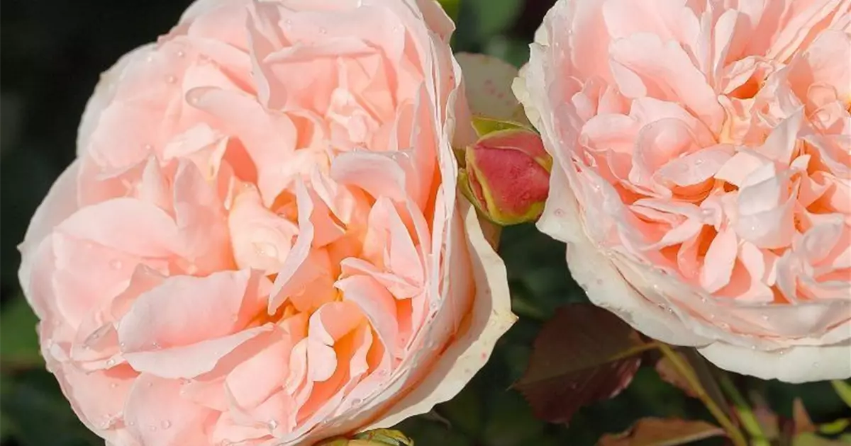 Rosa (Strauchrose) 'Matthias Claudius Rose'®