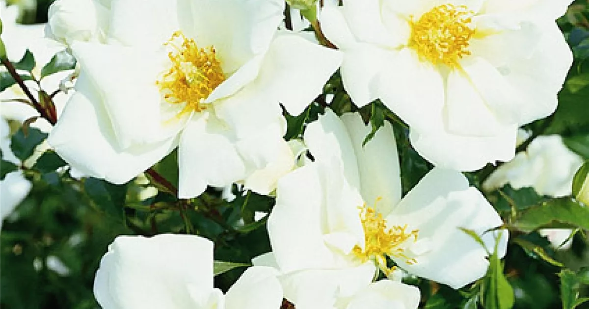 Rosa (Strauchrose) 'White Haze'®