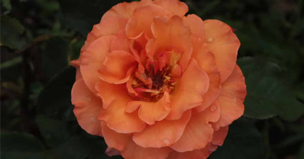 Rosa (Teehybride) 'Doris Tysterman'®